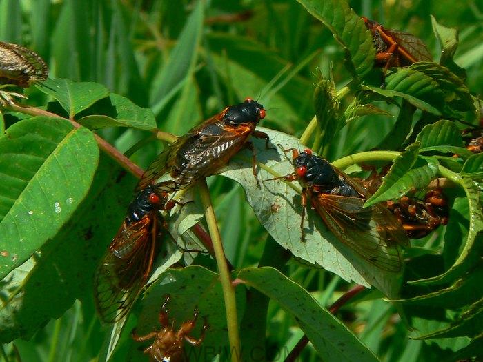 Expect a double dose of Cicadas this year | WBIW