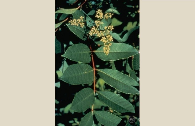 FDA releases guide to outsmart poison ivy and other toxic plants this ...