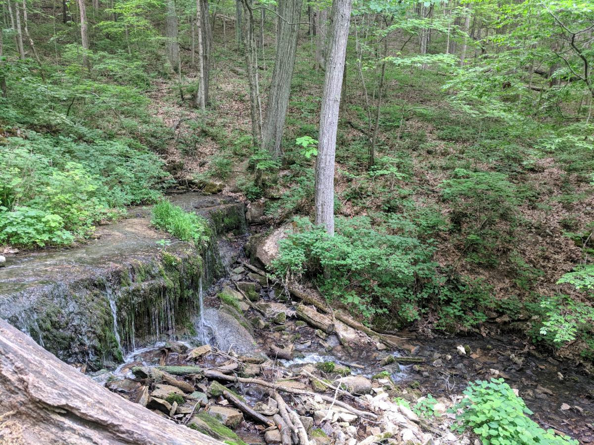 Unplug and Recharge: 'Rooted in Nature' Forest Bathing event coming to ...